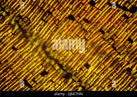 Extreme magnification - Sunset moth wing scales , Chrysiridia rhipheus ...