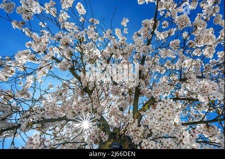 Mandelbluete, Mandelbaum (Prunus dulcis) auf dem St. -Mang-Platz ...