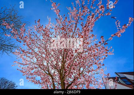 Mandelbluete, Mandelbaum (Prunus dulcis) auf dem St. -Mang-Platz ...