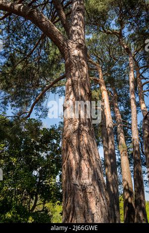 Beautiful nature, many tree of the Pinus kesiya (Khasi pine, Benguet ...