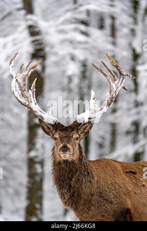 Rothirsch im Winter, Cervus elaphus Stock Photo - Alamy