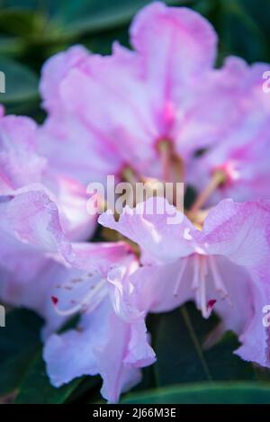Rhododendron 'Cotton Candy' Stock Photo - Alamy