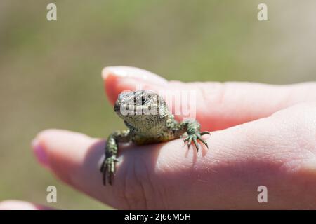 Small nimble lizard in a human hand Stock Photo - Alamy