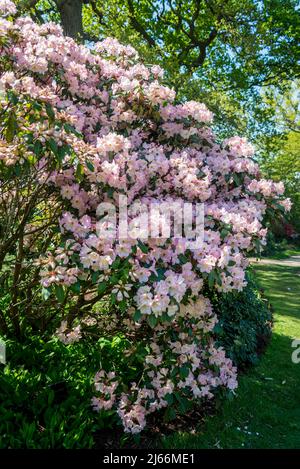 Purple rhododendron growing in a flowerbed in a backyard or garden from ...
