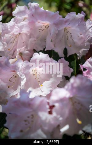 Rhododendron Loderi Group Stock Photo - Alamy
