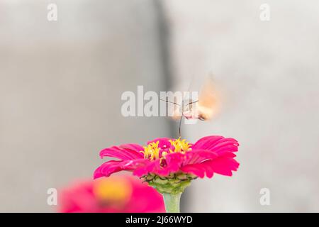 Close-up shot of a Colibri Moth (Macroglossum stellatarum) collecting ...