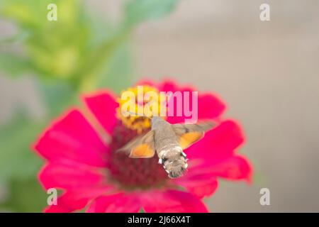 Close-up shot of a Colibri Moth (Macroglossum stellatarum) collecting ...