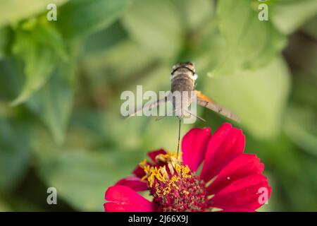 Close-up shot of a Colibri Moth (Macroglossum stellatarum) collecting ...
