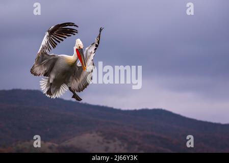A Dalmatian Pelican in flight - action - wings wide open Stock Photo ...