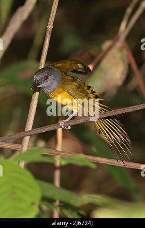 Grey-headed Tanager (Eucometis penicillata stictothorax) adult perched ...