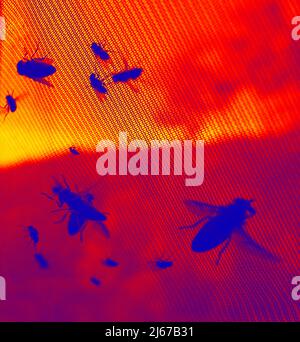 Flies on the window, annoying flies, hornet. Illustration of thermal ...