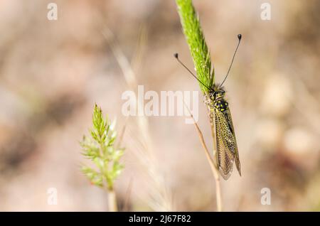 Libelloides ictericus, a lacewings belonging to the owlfly family ...