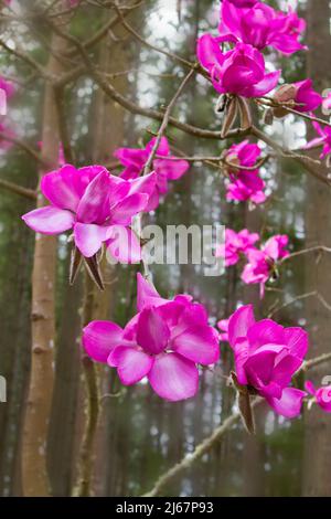 Beautiful magnolia flowers. Blooming magnolia tree in the spring ...