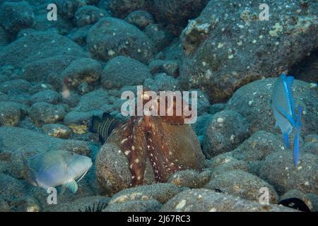 hunting coalition of blue goatfish or yellowsaddle goatfish, Parupeneus ...