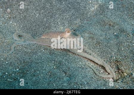 Hawaiian long-armed sand octopus, Thaumoctopus, Abdopus, or ...