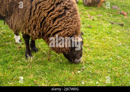 unshorn brown sheep against the background of bright juicy green grass ...