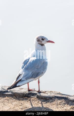 Closeup of a black-headed gull standing on black and red rocks in a ...