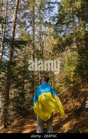 Spruce fir forest in the Ukrainian Carpathians. Sustainable clear ...