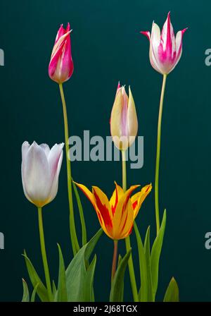 Edinburgh ,Scotland, UK. 29th April, 2024. Humza Yousaf resigns as ...