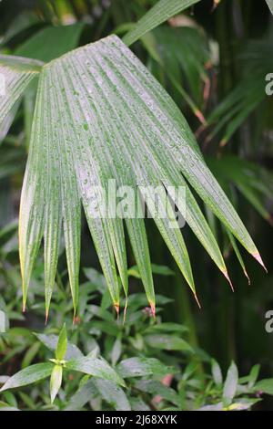 The green leafy elegant fronds and leaves of a tropical palm tree Stock ...