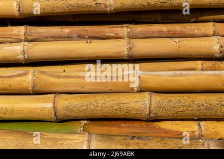 Row of bamboo canes full frame Stock Photo - Alamy