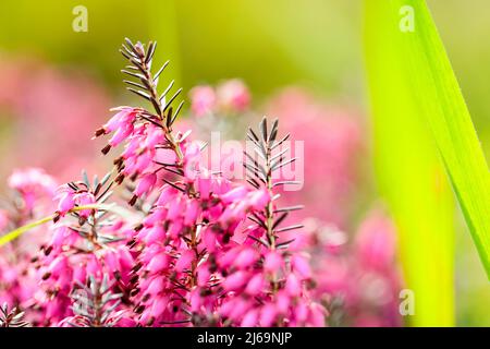 Erica carnea flowers on a blurred background. Pink erica carnea among ...