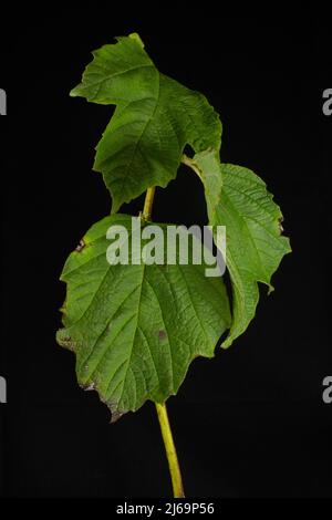 wild redcurrant (Ribes rubrum) leaves isolated with white light on a ...