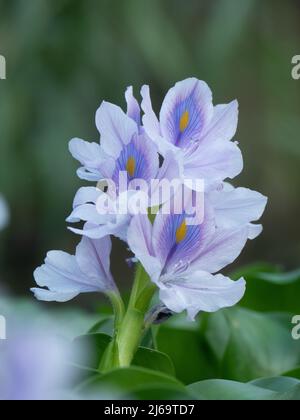A vertical closeup shot of a green invasive adult cuban knight anole ...