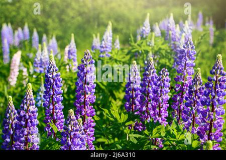 Purple lupine flowers in sun. Blooming wild plants. Lupines field Stock ...