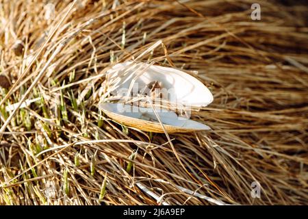 Spiral of the underside of a white shell on a sandy beach Stock Photo ...