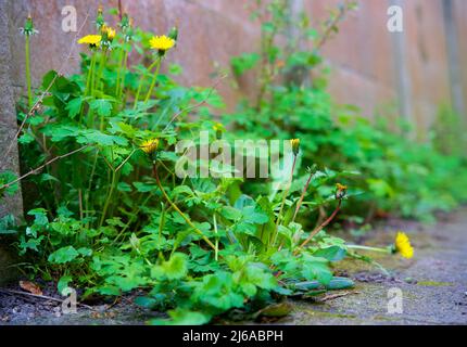 Close up of a flowering gable garden in an alley in the spring. Green ...