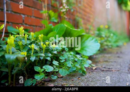 Close up of a flowering gable garden in an alley in the spring. Green ...