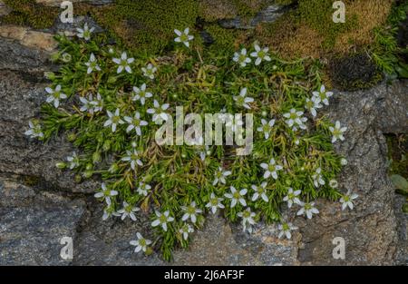 Austrian Sandwort, Minuartia austriaca clump in flower, high in the ...