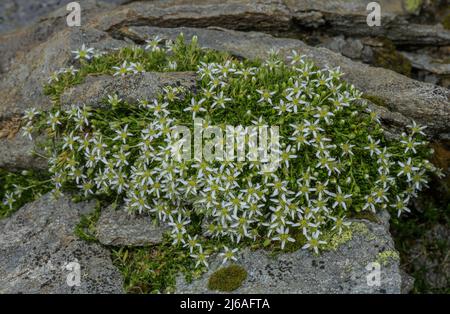 Austrian Sandwort, Minuartia austriaca clump in flower, high in the ...