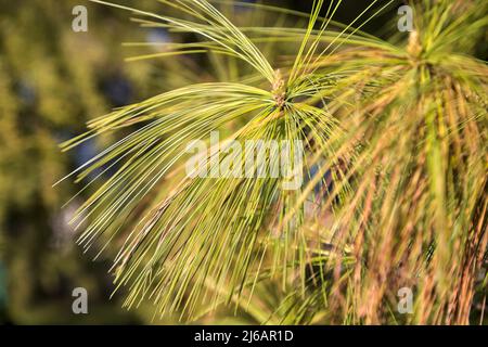 Maritime pine branch at sunset seen up close Stock Photo - Alamy