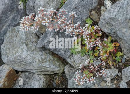 Pyramidal saxifrage, Saxifraga cotyledon in flower in the Alps Stock ...