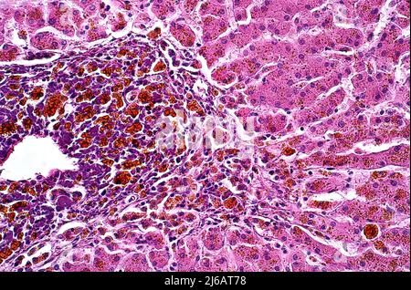Liver cells, light micrograph Stock Photo - Alamy