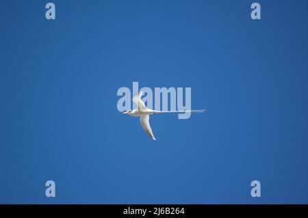 white seagull with long tail symbol of mauritius Stock Photo - Alamy