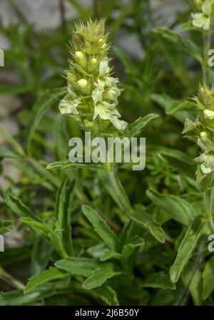 Hyssop-leaved mountain ironwort (Sideritis hyssopifolia 'Touch of Spice ...