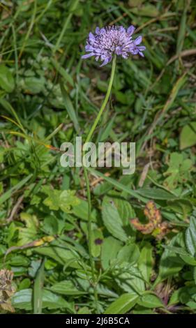 Pincushion Flower, Shining Scabious, Glossy Scabious (Scabiosa lucida ...