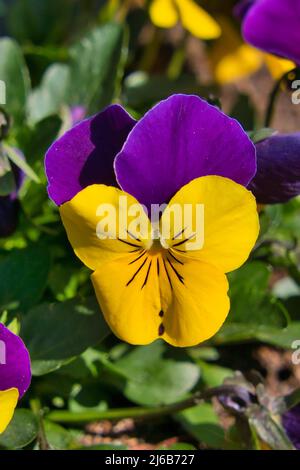 A macro shot of a viola tricolor - wild pansy flower blooming in a ...