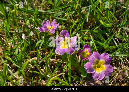 beautiful violet crocus portrait, macro spring photography of crocus ...