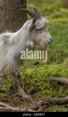 Ancient breed goats grazing orchid-rich nature reserve in Bavaria near ...