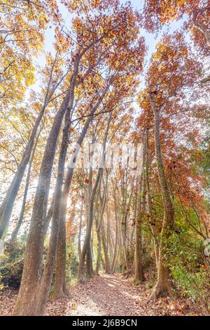 Els Gallecs, Natural Reserve, Mollet del Vallés Vallés Oriental ...