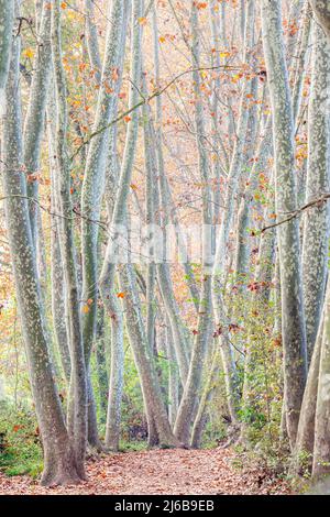 Els Gallecs, Natural Reserve, Mollet del Vallés Vallés Oriental ...