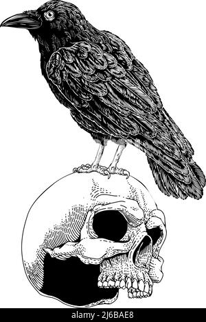 Old engraved illustration of a rook bird, or Corvus frugilegus ...