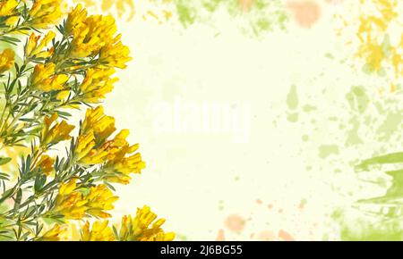 Yellow flower background of Austrian clustered broom Stock Photo - Alamy