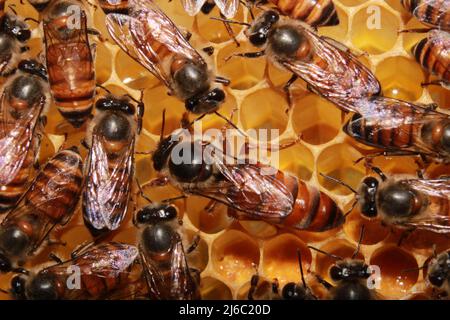 Queen of a honey bee (Apis cerana indica) colony is searching for a ...