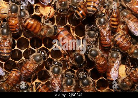 Indian Honey Bees Apis cerana Stock Photo - Alamy