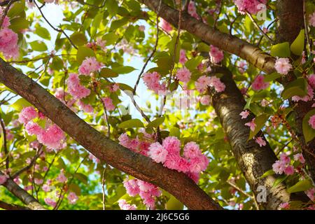 Close-up of cherry blossoms blooming in the park during the day Stock ...